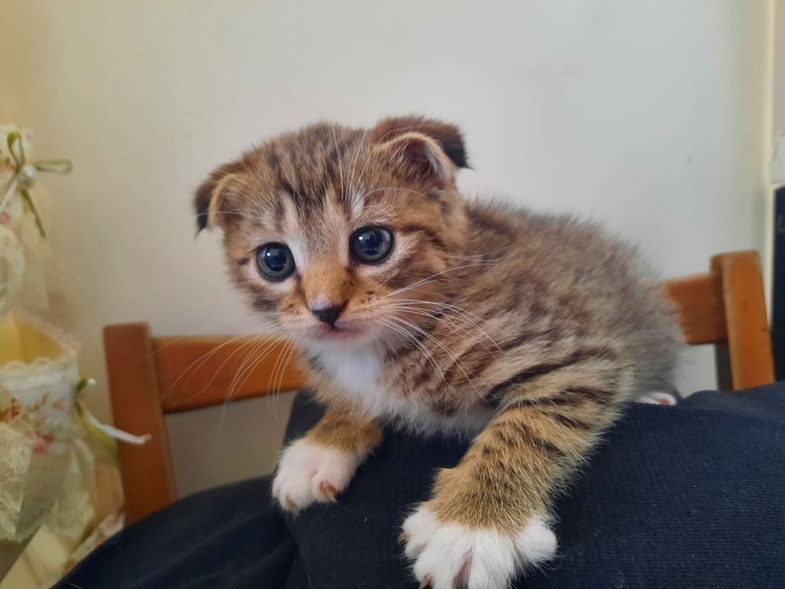 Кошки