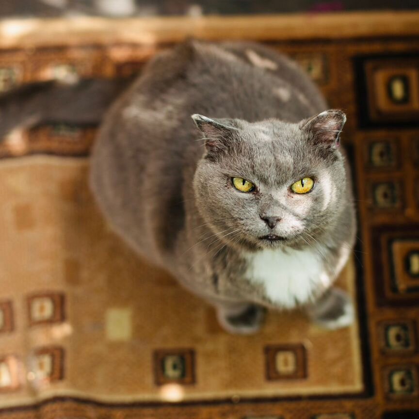 Очень хороший кот ищет дом