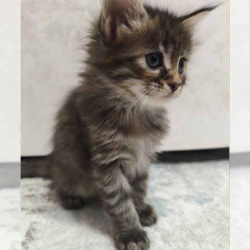 Мейн-кун котёнок