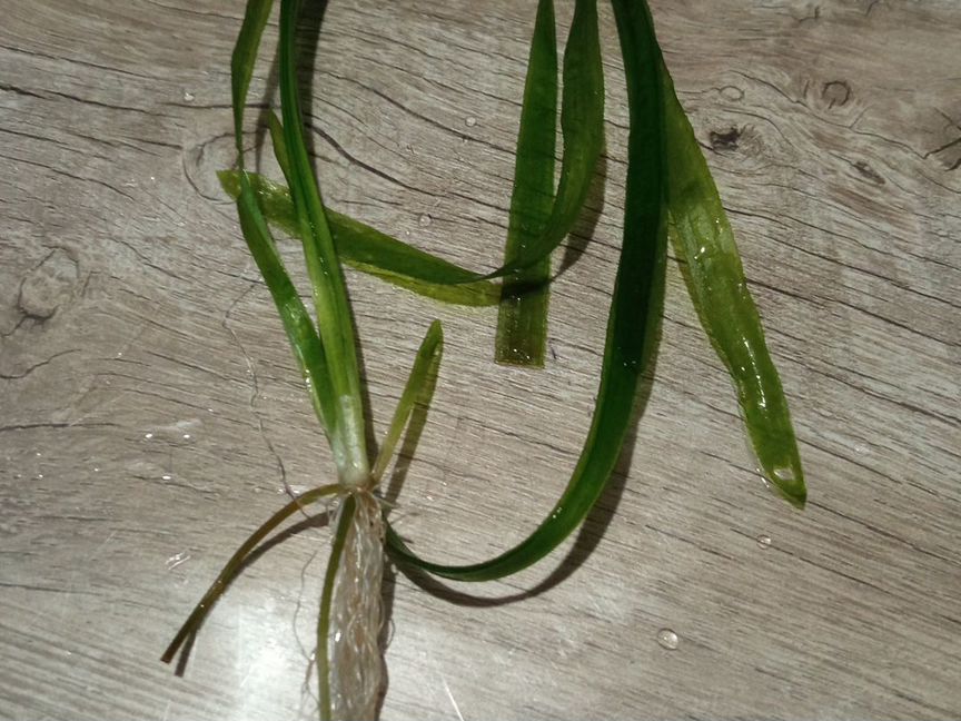 Валлиснерия прополка