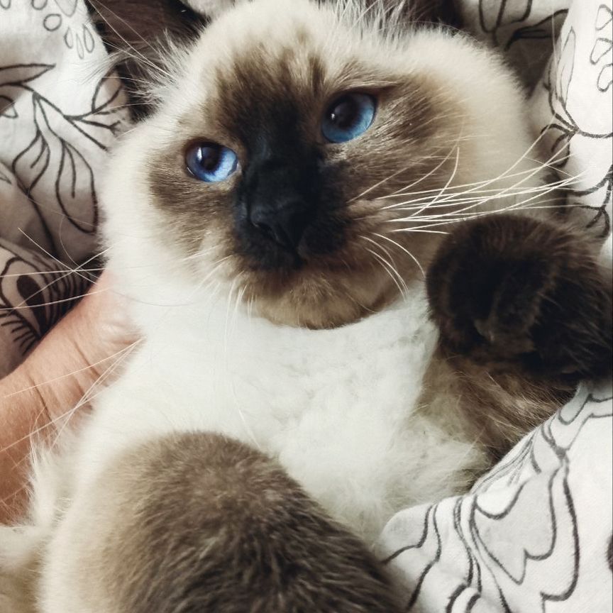 Невский маскарадный котёнок