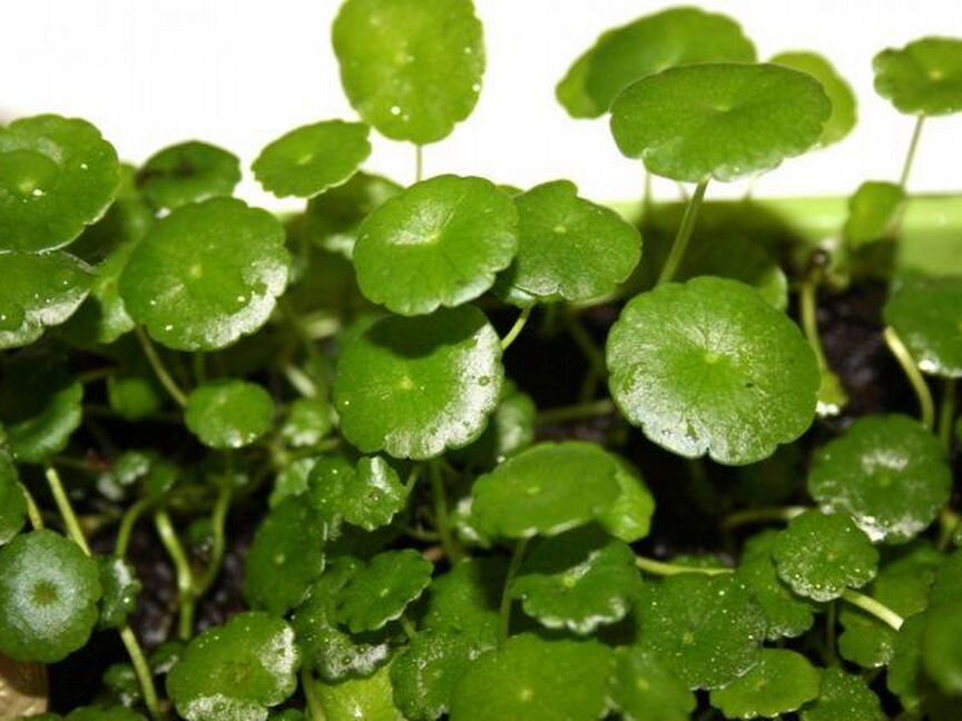 Гидрокотила вертикальная (Hydrocotyle verticillat
