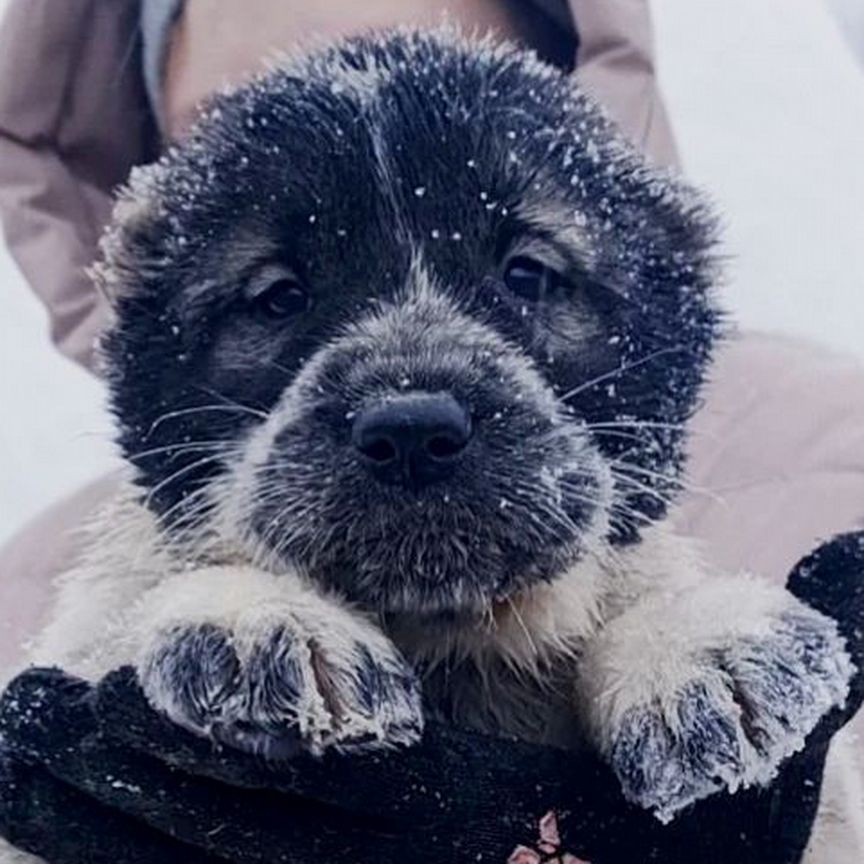 Среднеазиатская овчарка, щенок