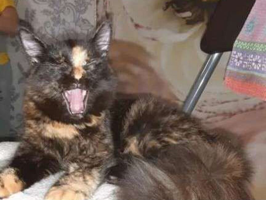 Котята в добрые руки бесплатно