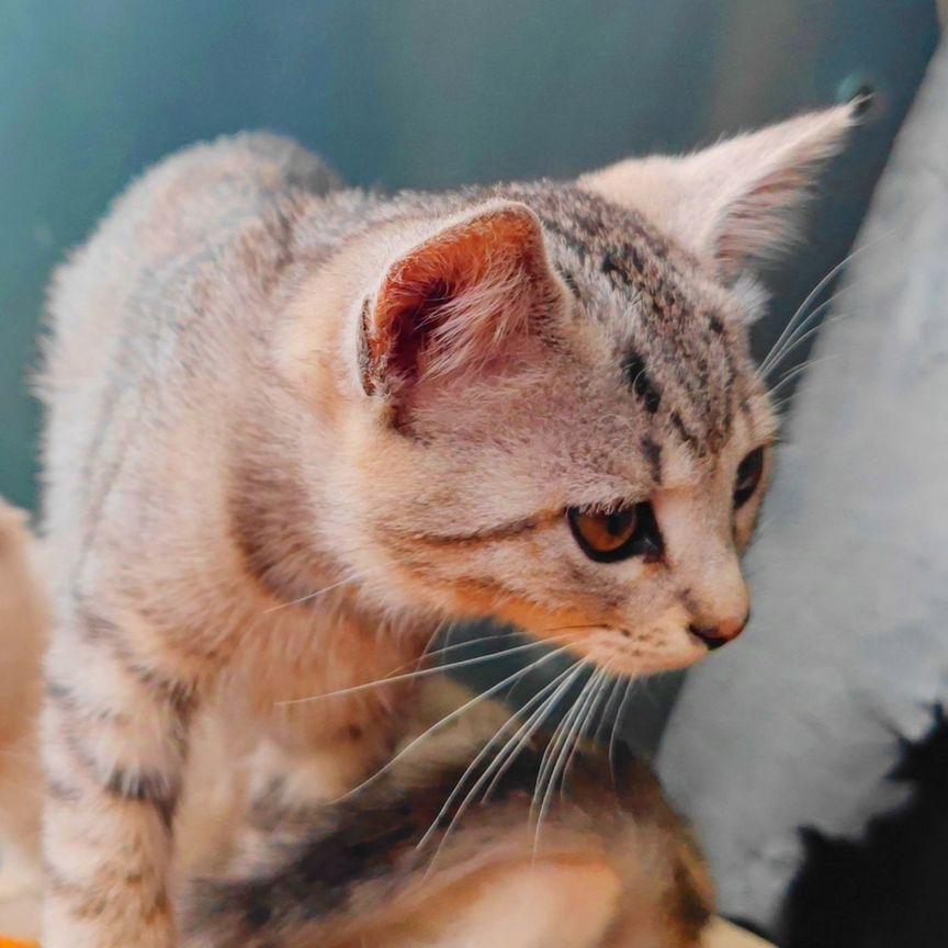 Котёнок