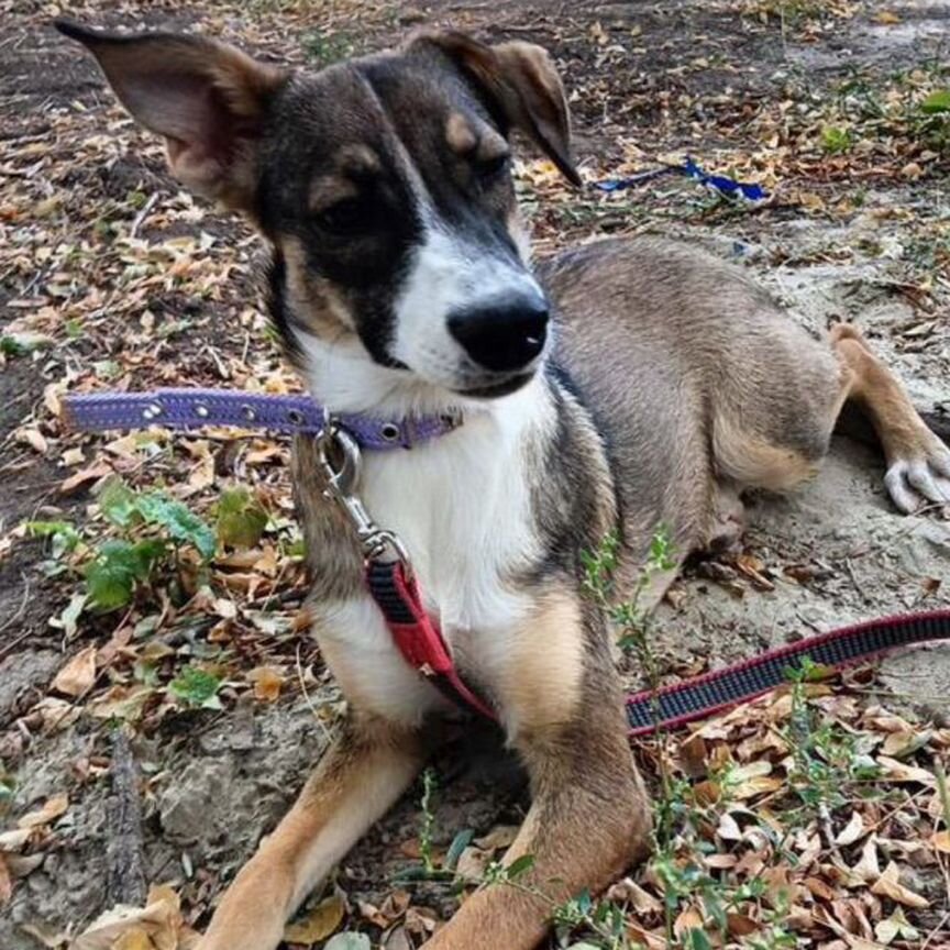 Собачка в добрые руки. Привезу везде