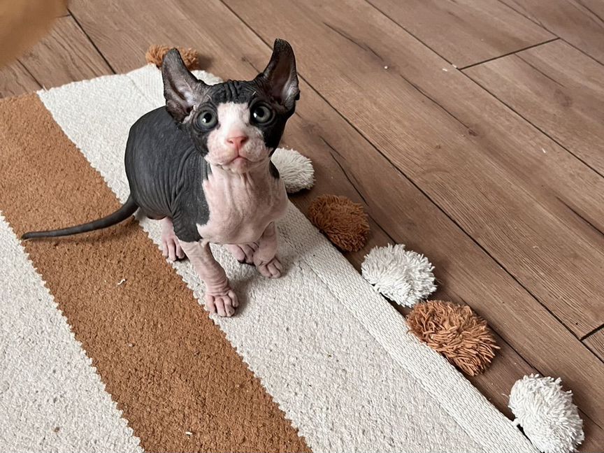 Канадский сфинкс