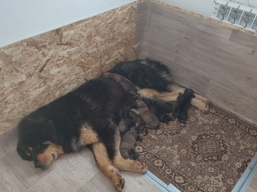 Щенки в добрые руки