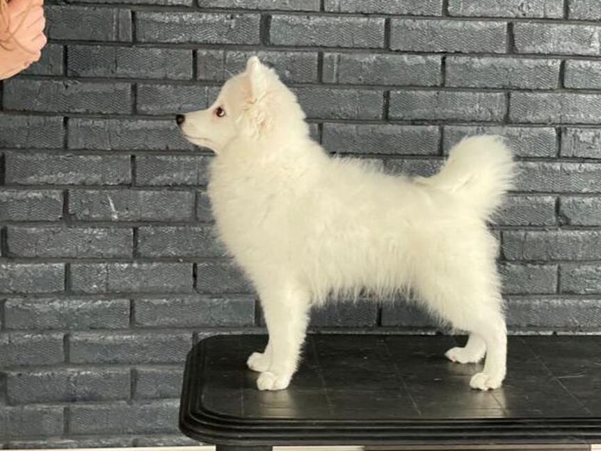 Японский шпиц щенки