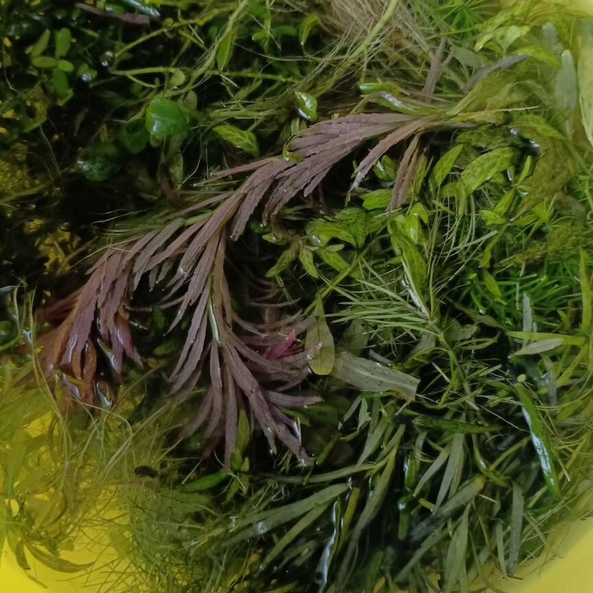 Аквариумная прополка