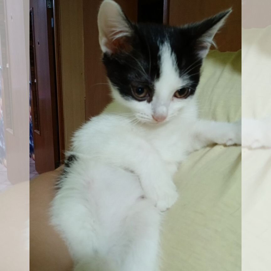 Котёнок в добрые руки