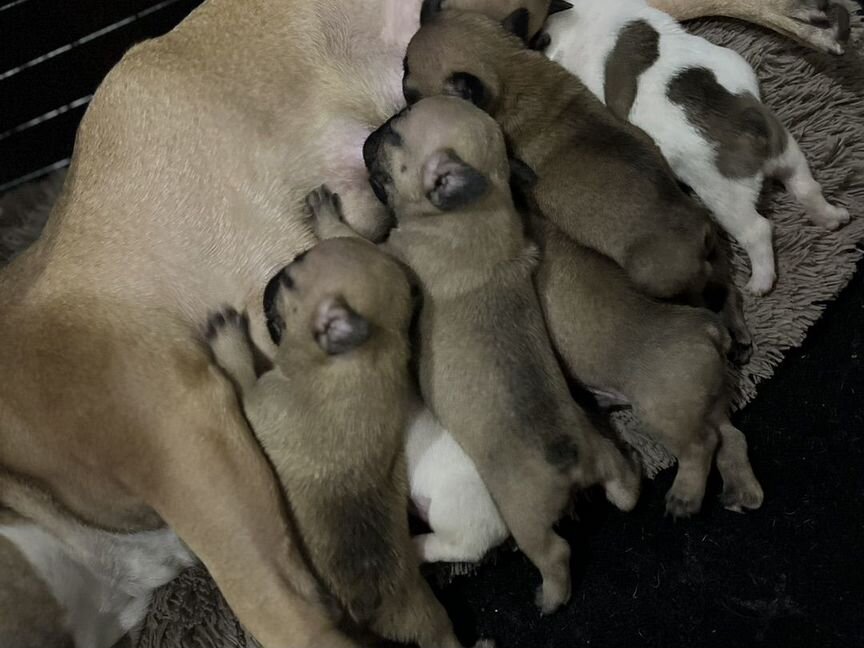 Французский бульдог