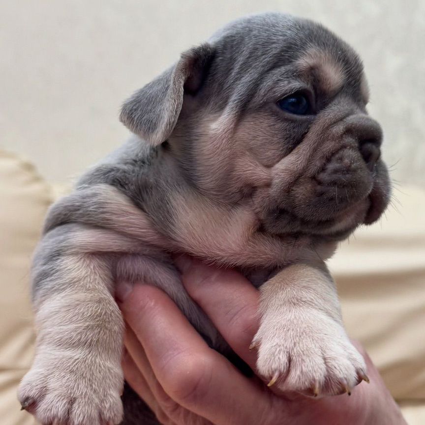 Французский бульдог, щенок