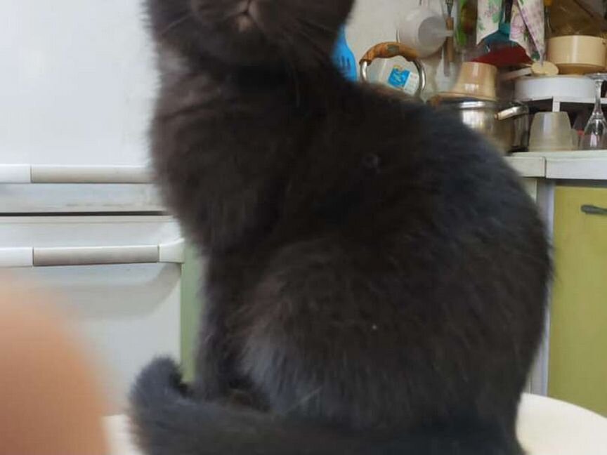 Шотландский вислоухий котенок