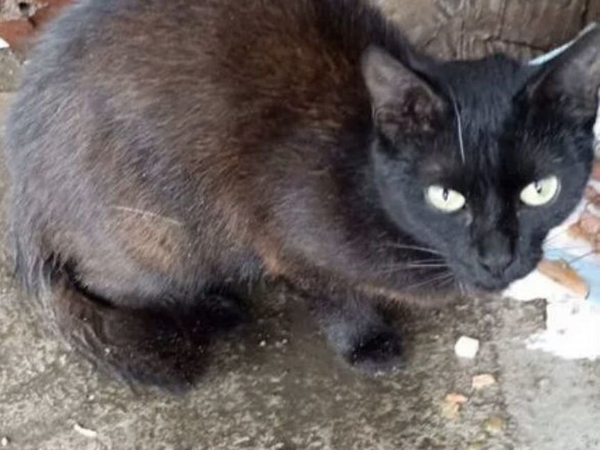 Кошка, помесь бурманской