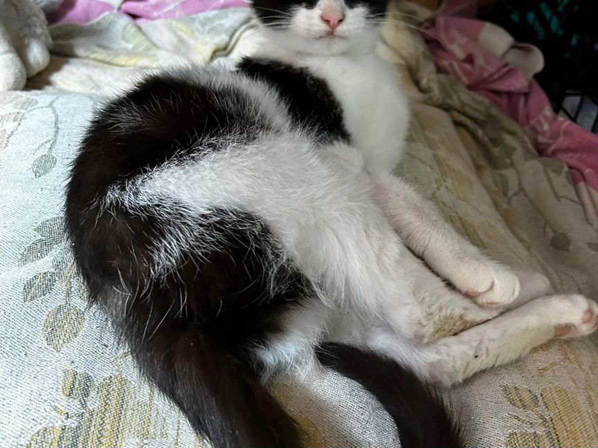 Кошечка Брошка в добрые руки