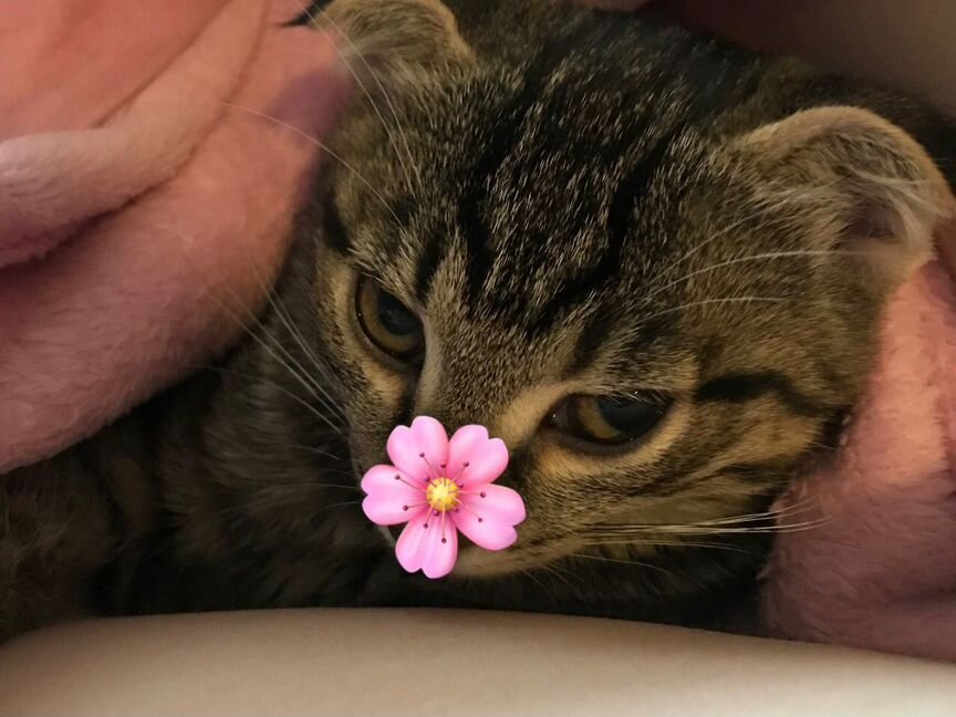 Котенка
