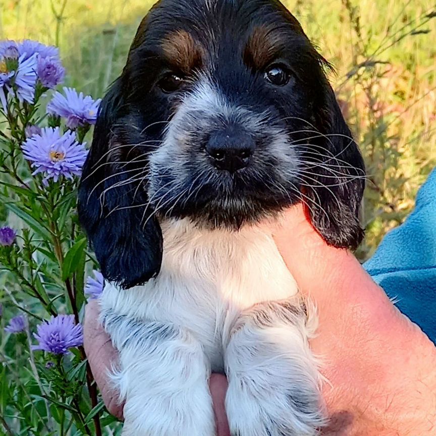 Девочка красоточка Английский кокер спаниель