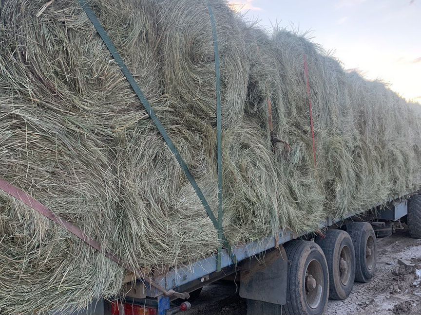 Продам сено в рулонах урожай 2023