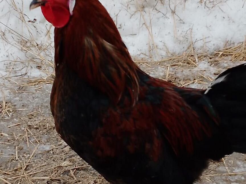 Молодые петухи