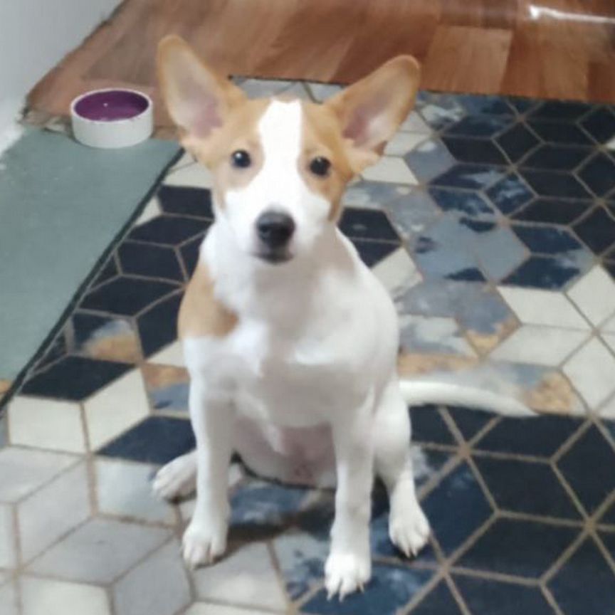 Джек-рассел-терьер, щенок