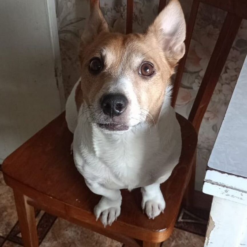 Отдам в добрые руки мальчик Джек Рассел