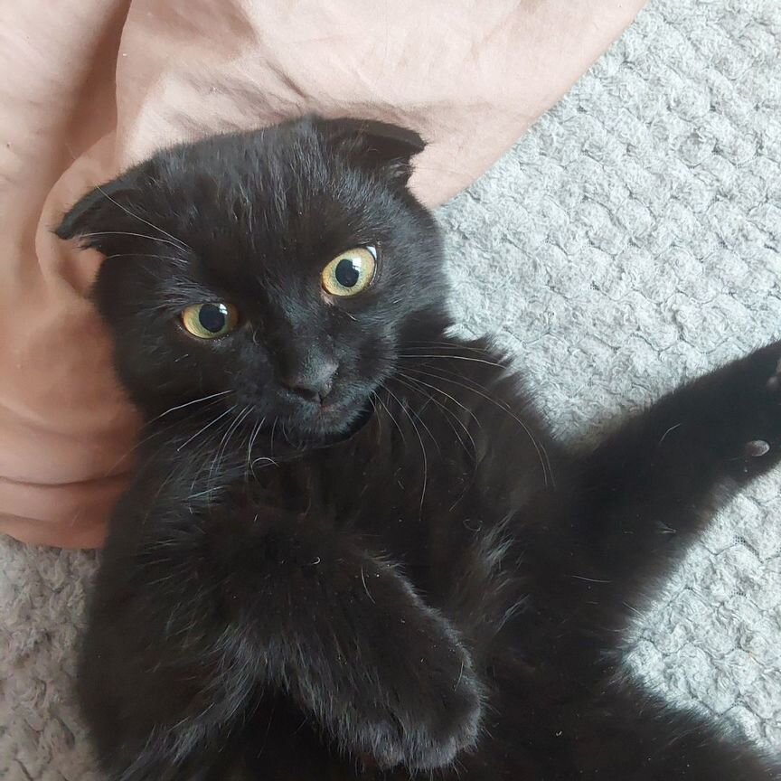 Чёрный юный котик