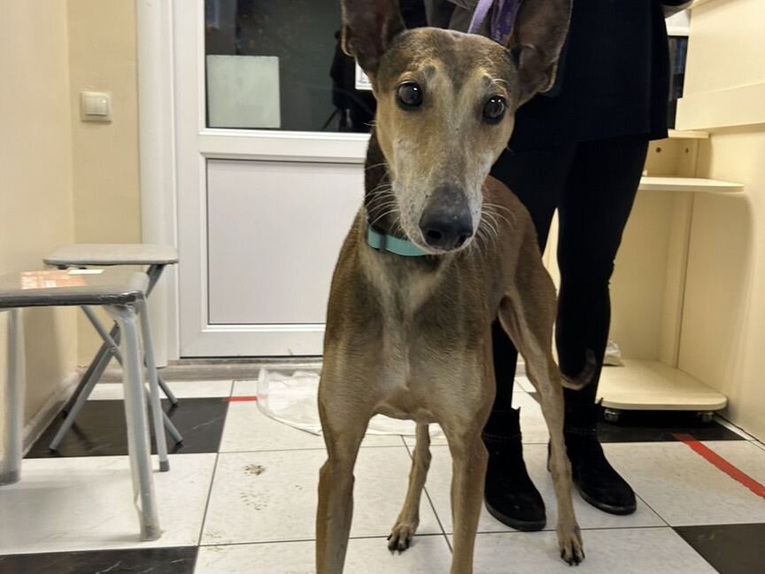 Фараонова собака живет у алкашей