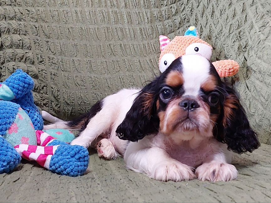 Патрик-чудесный малыш кинг чарльз, РКФ