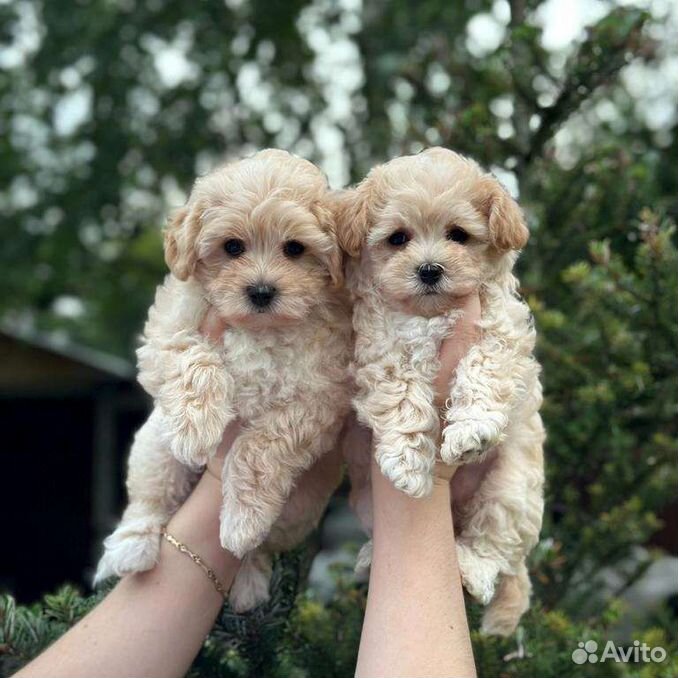 Мега крутые щенки Мальтипу Ф1 (мини и микро)