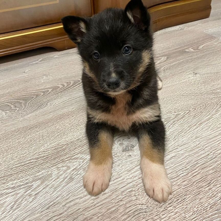 Немецкая овчарка