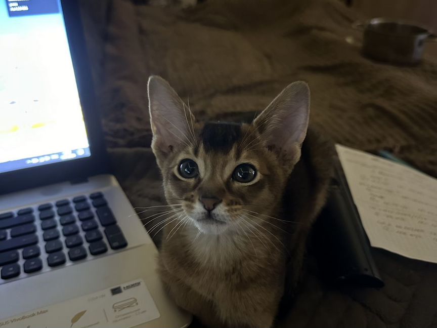 Продам абессинского котенка