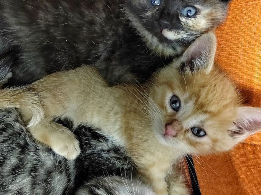 Котята в добрые руки. Разноветные карапузики