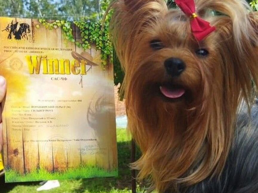 Йоркширский терьер