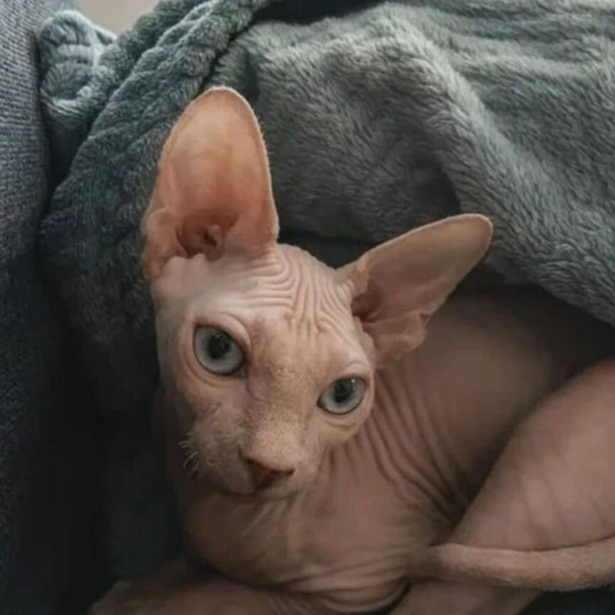 Канадский сфинкс котёнок