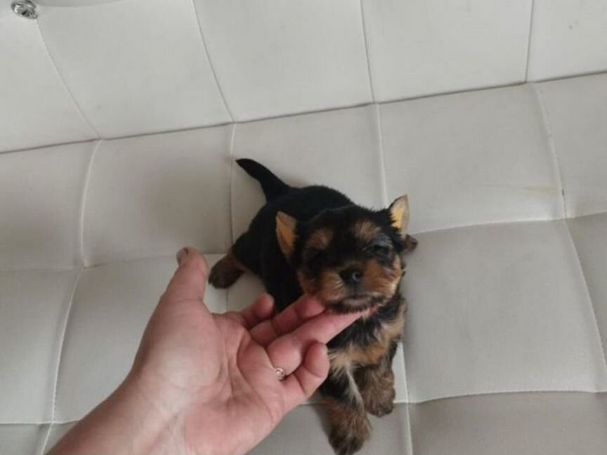 Девочка мини Йоркширский терьер. Челябинск