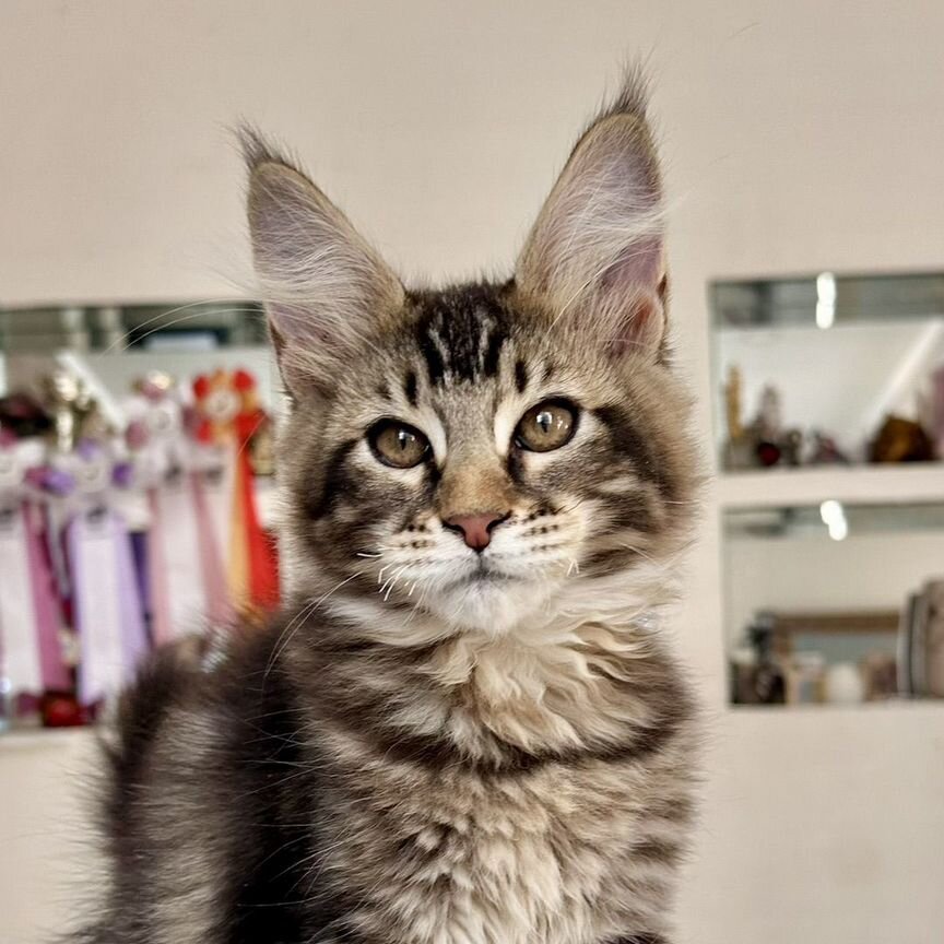 Мейн-кун котик