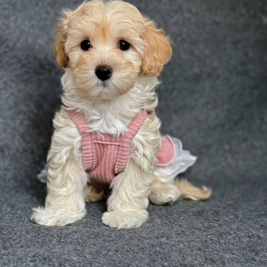 Мальтипу, щенок