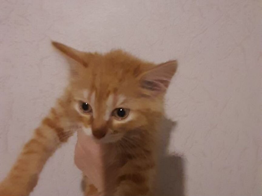 Кошки в добрые руки москва