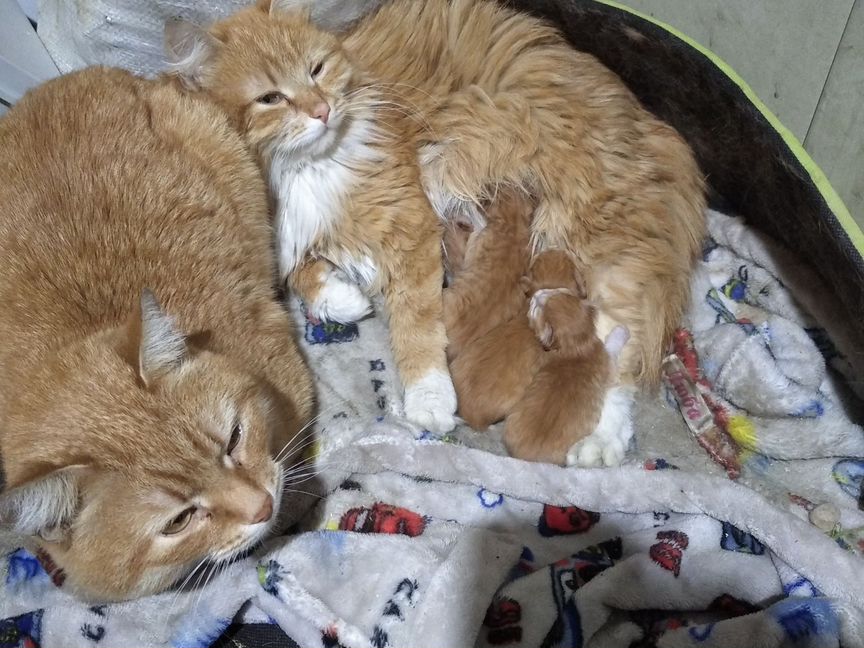 Котята рыжие в добрые руки