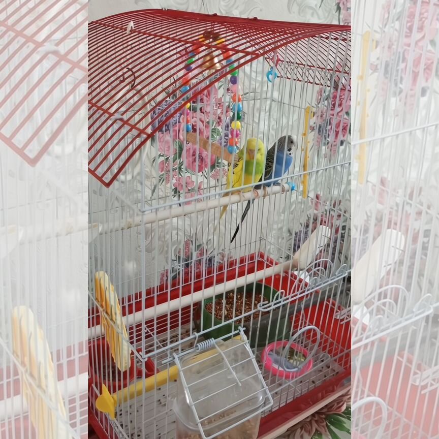 Волнистый попугай с клеткой