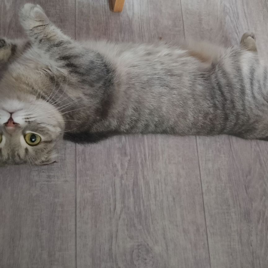 Шотландский кот вязка