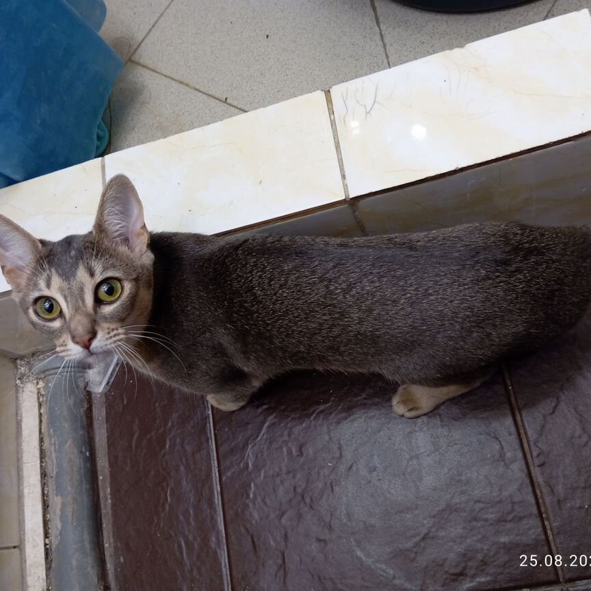 Абесинская кошка