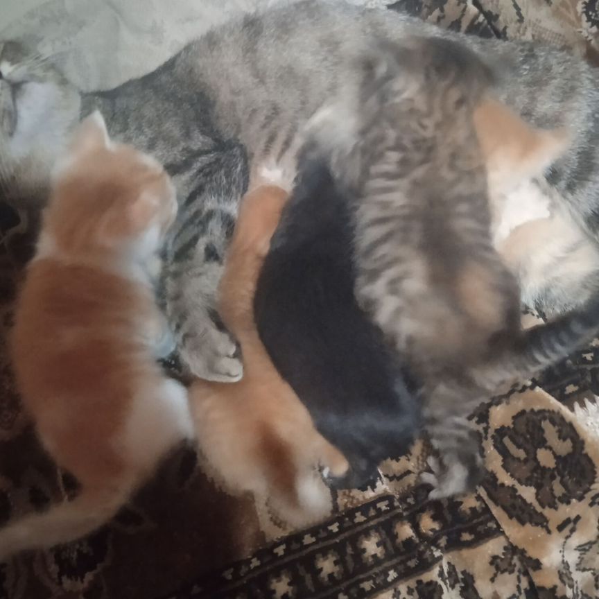 Котята