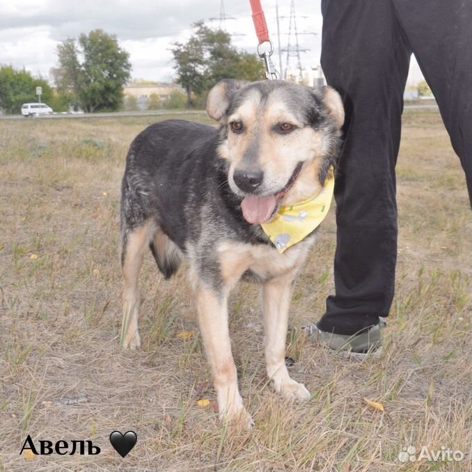 Небольшой пёсик живет в приюте