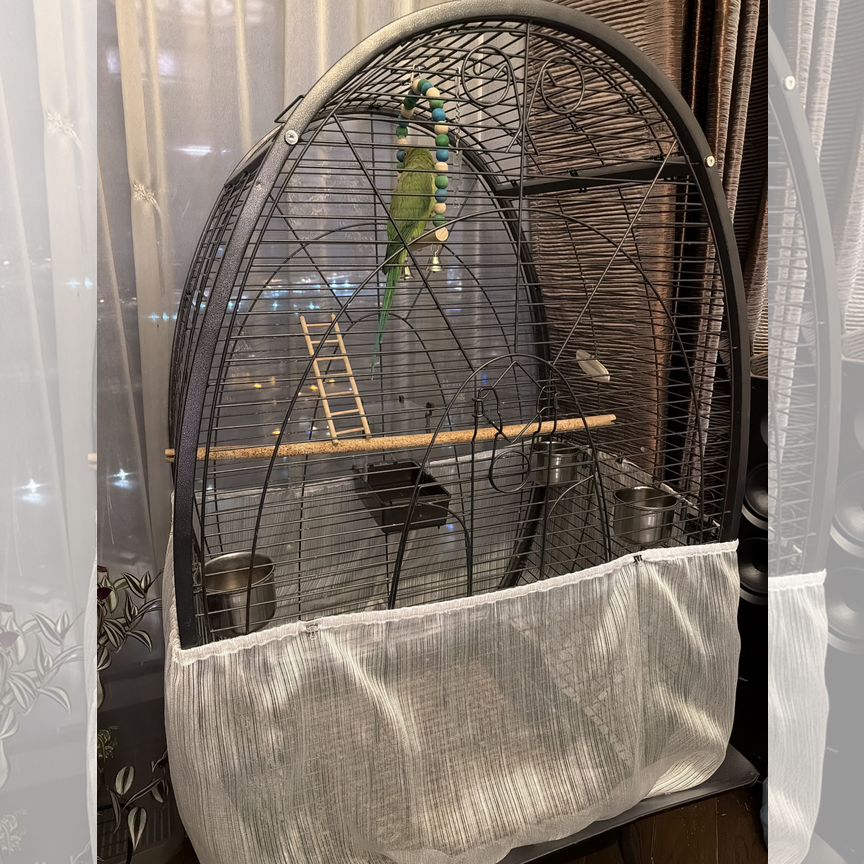 Ожереловый попугай самка