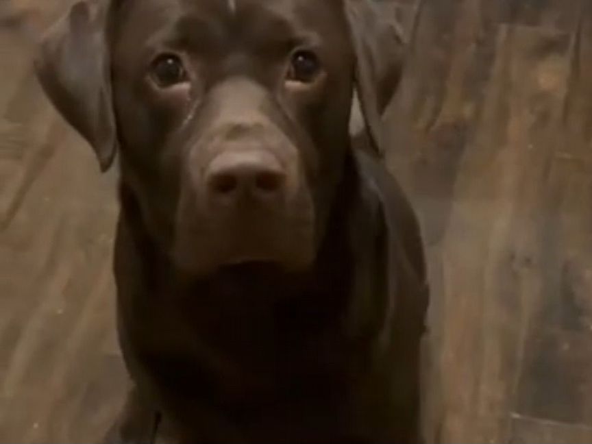 Вязка собак лабрадор