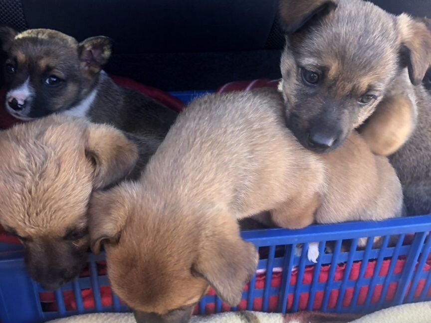 Щеночки в добрые руки