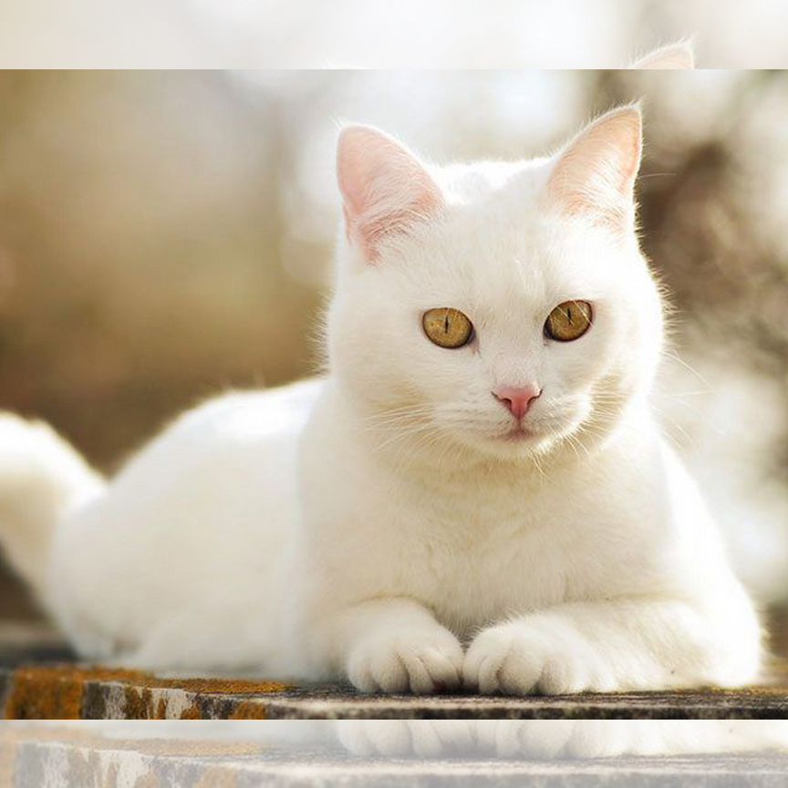 Белая кошка