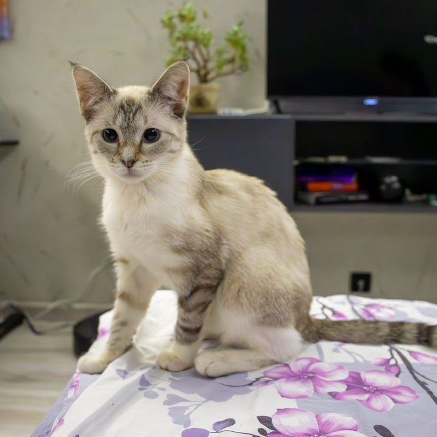 Тайский котёнок